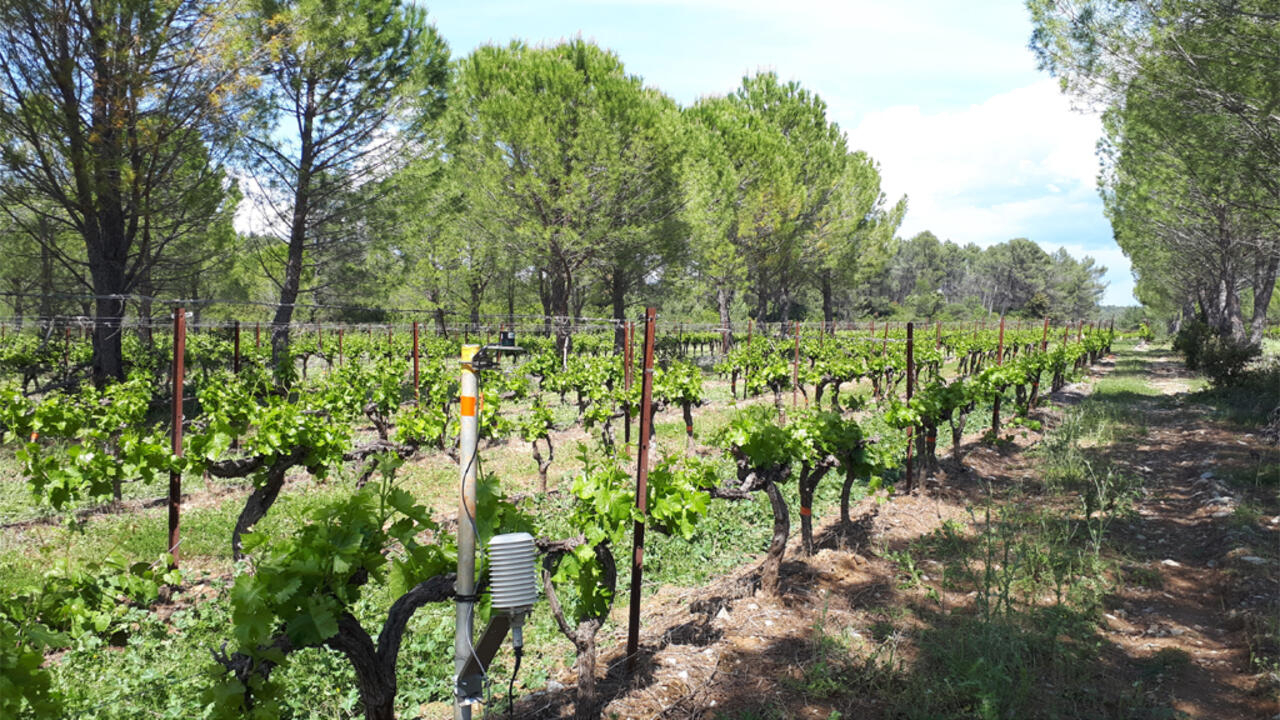 Exemple D'agroforesterie à travers le monde - Humaniterre