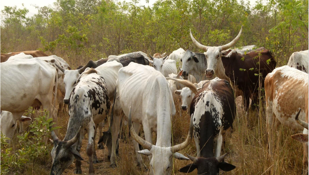 MAPPING VULNERABILITY AND ADAPTATION STRATEGIES OF LOCAL LIVESTOCK ...