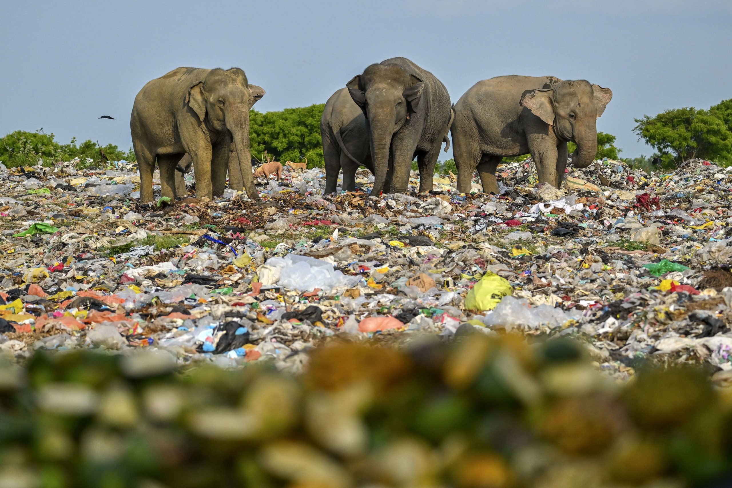 Abidjan - Côte d'Ivoire is hosting World Environment Day, this Monday ...