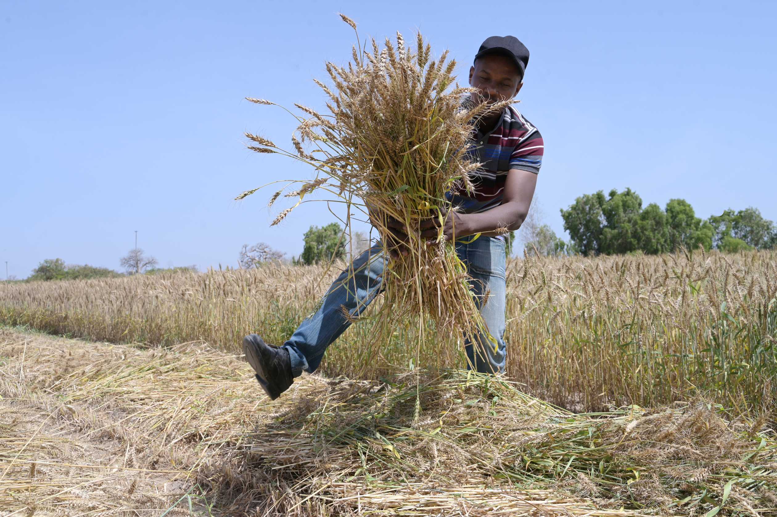 SENEGAL DEVELOPS A LOCAL VARIETY OF WHEAT - Humaniterre