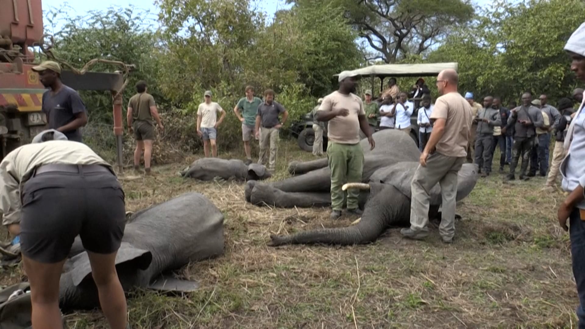 𝐂𝐎𝐍𝐒𝐄𝐑𝐕𝐀𝐓𝐈𝐎𝐍 - 𝐌𝐀𝐋𝐀𝐖𝐈 : 𝐝𝐞𝐬 𝐯𝐢𝐥𝐥𝐚𝐠𝐞𝐬 𝐯𝐢𝐜𝐭𝐢𝐦𝐞𝐬 𝐝𝐮 𝐫𝐞𝐩𝐞𝐮𝐩𝐥𝐞𝐦𝐞𝐧𝐭 𝐝'𝐞́𝐥𝐞́𝐩𝐡𝐚𝐧𝐭𝐬 𝐜𝐡𝐞𝐫𝐜𝐡𝐞𝐧𝐭 𝐣𝐮𝐬𝐭𝐢𝐜𝐞 ...